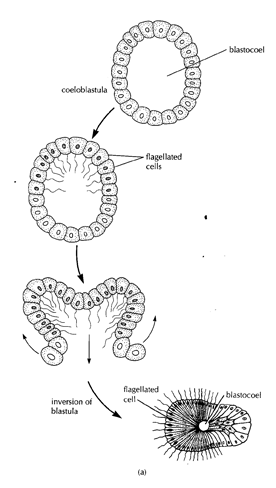 Untitled Page [bioclass.cos.ncsu.edu]